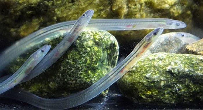 Where to Buy Glass Eels | B2B Headlines