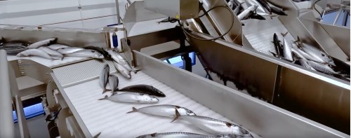 Best B2B Platforms to Source Fish Processing Machines Online | B2B ...